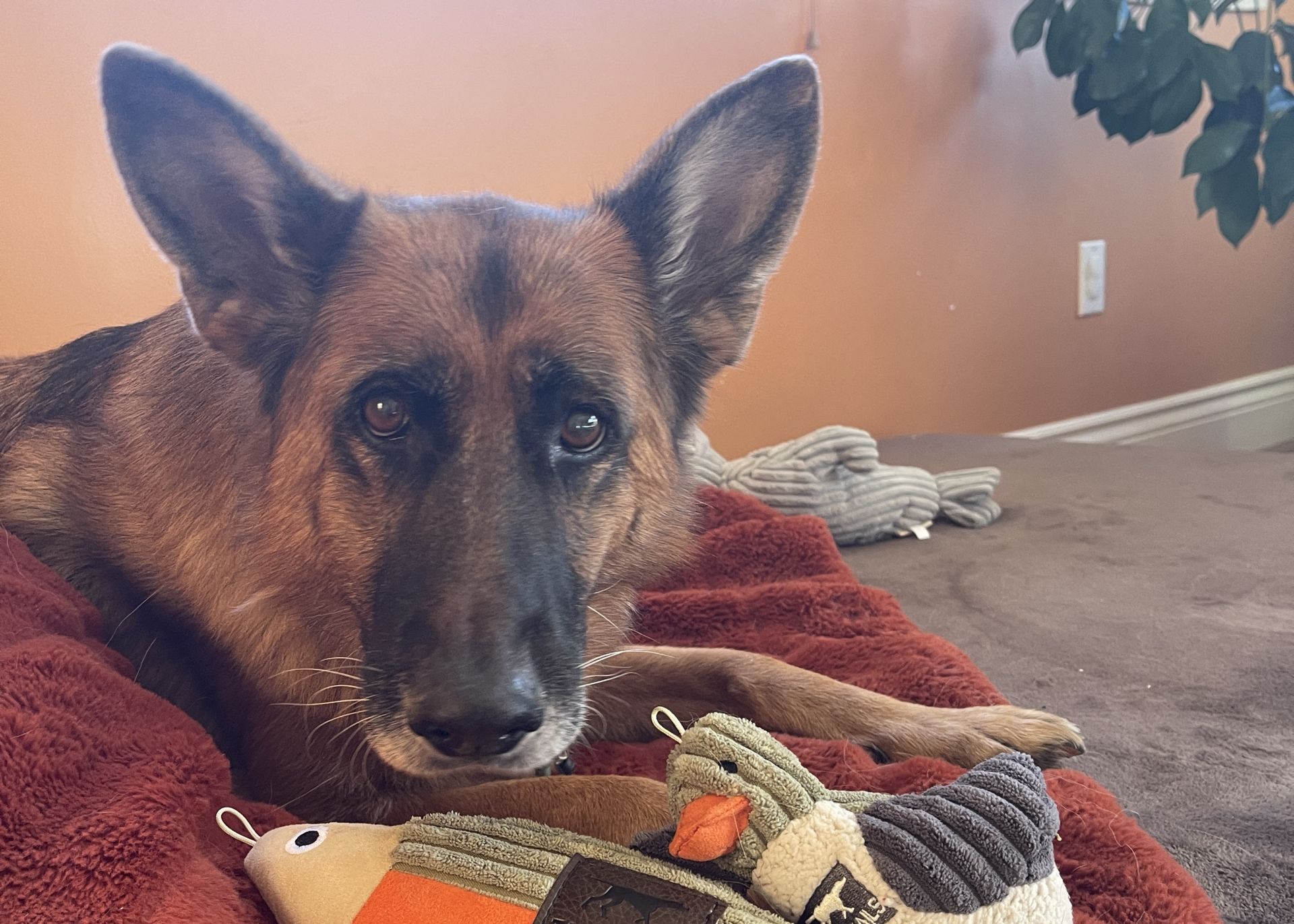 Decompression in Dog Training | Way of Life™ Dog Training