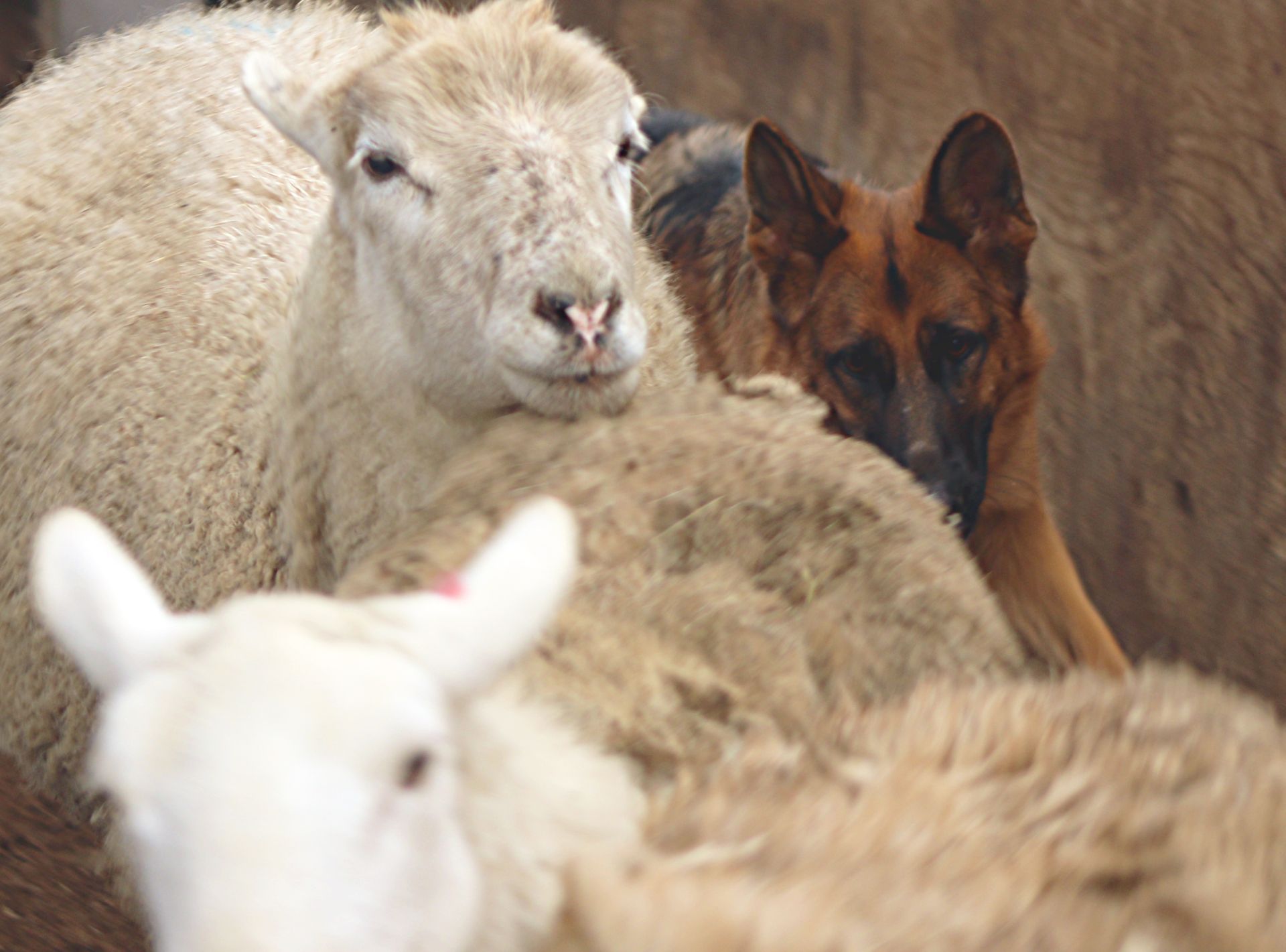 Sheep Herding with Kathy Warner | Way of Life™ Dog Training
