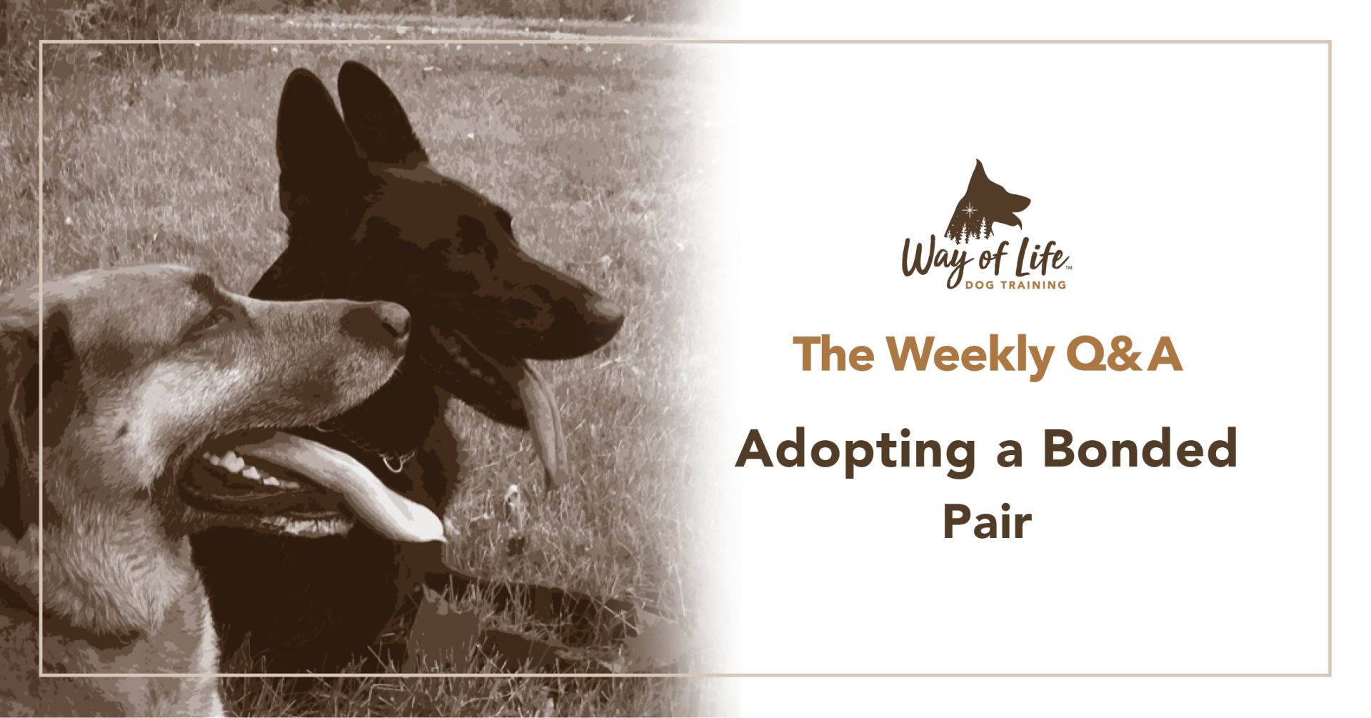 How Do Dogs Become A Bonded Pair at Randall Starkes blog