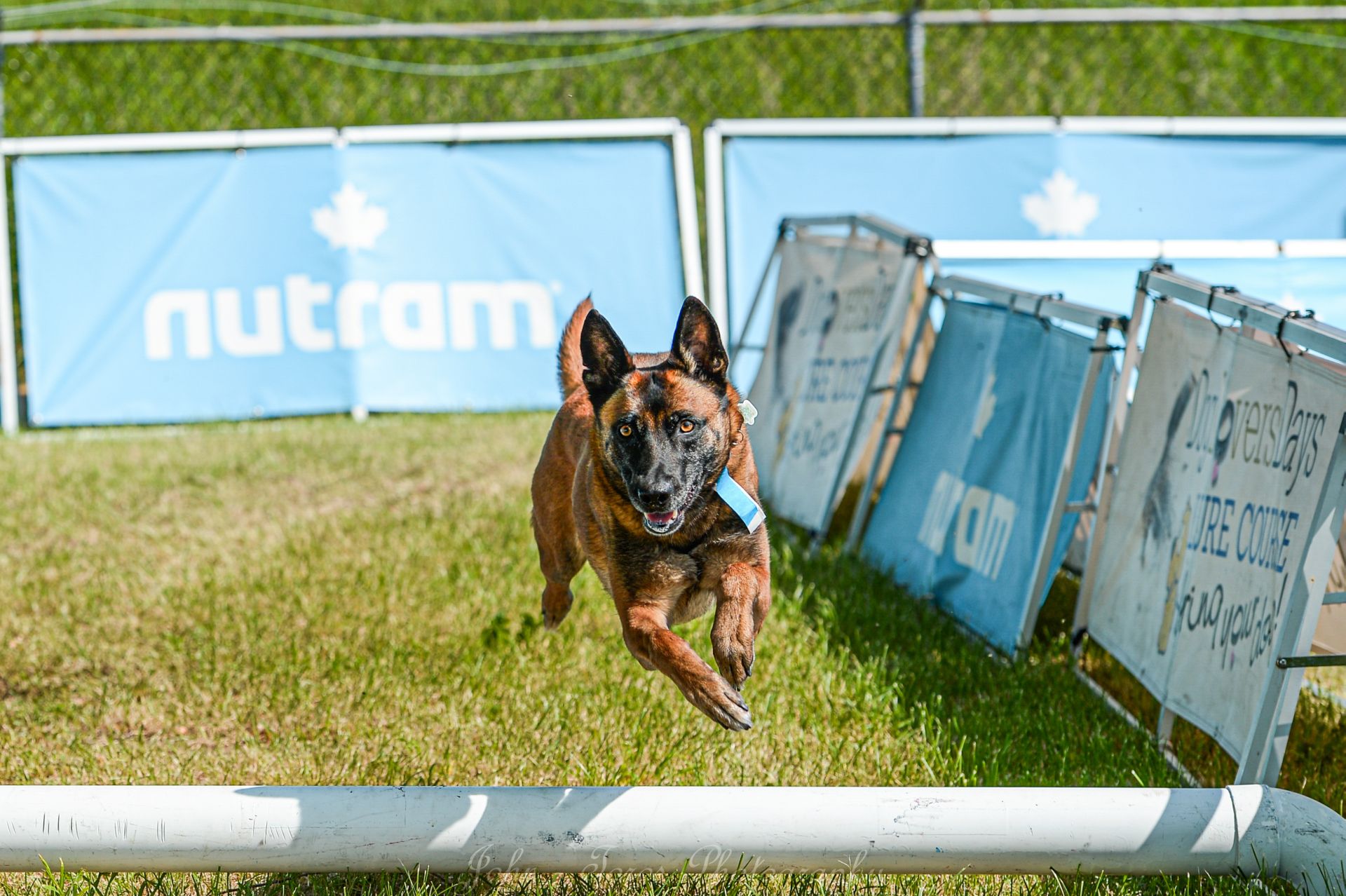 Raising Dogs for Character vs. Training Dogs for Skills | Way of Life ...