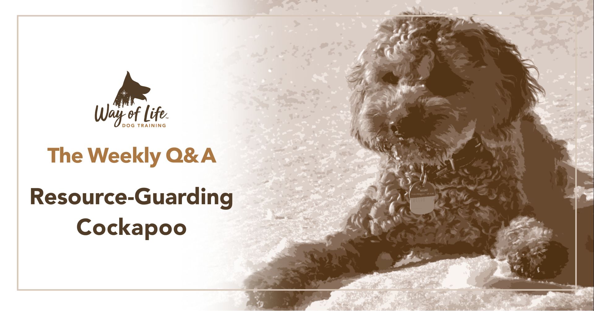 Resource Guarding Cockapoo | Way of Life™ Dog Training