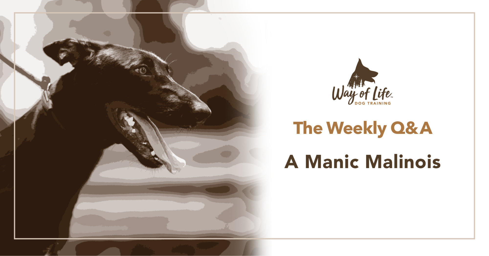 Dog Training a Manic Belgian Malinois | Way of Life™ Dog Training