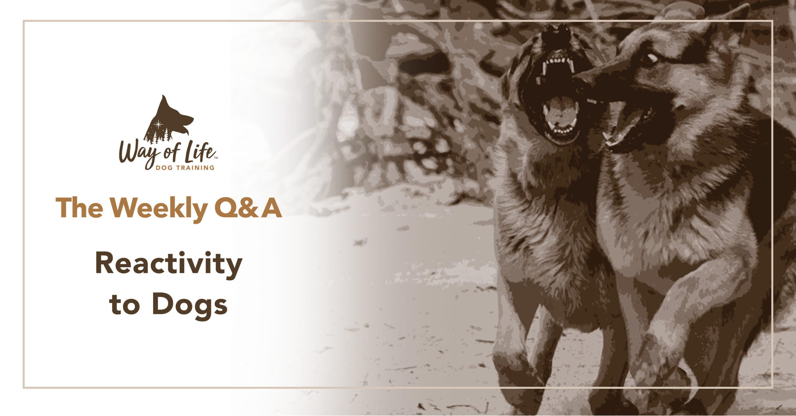 Reactivity to Dogs | Way of Life™ Dog Training