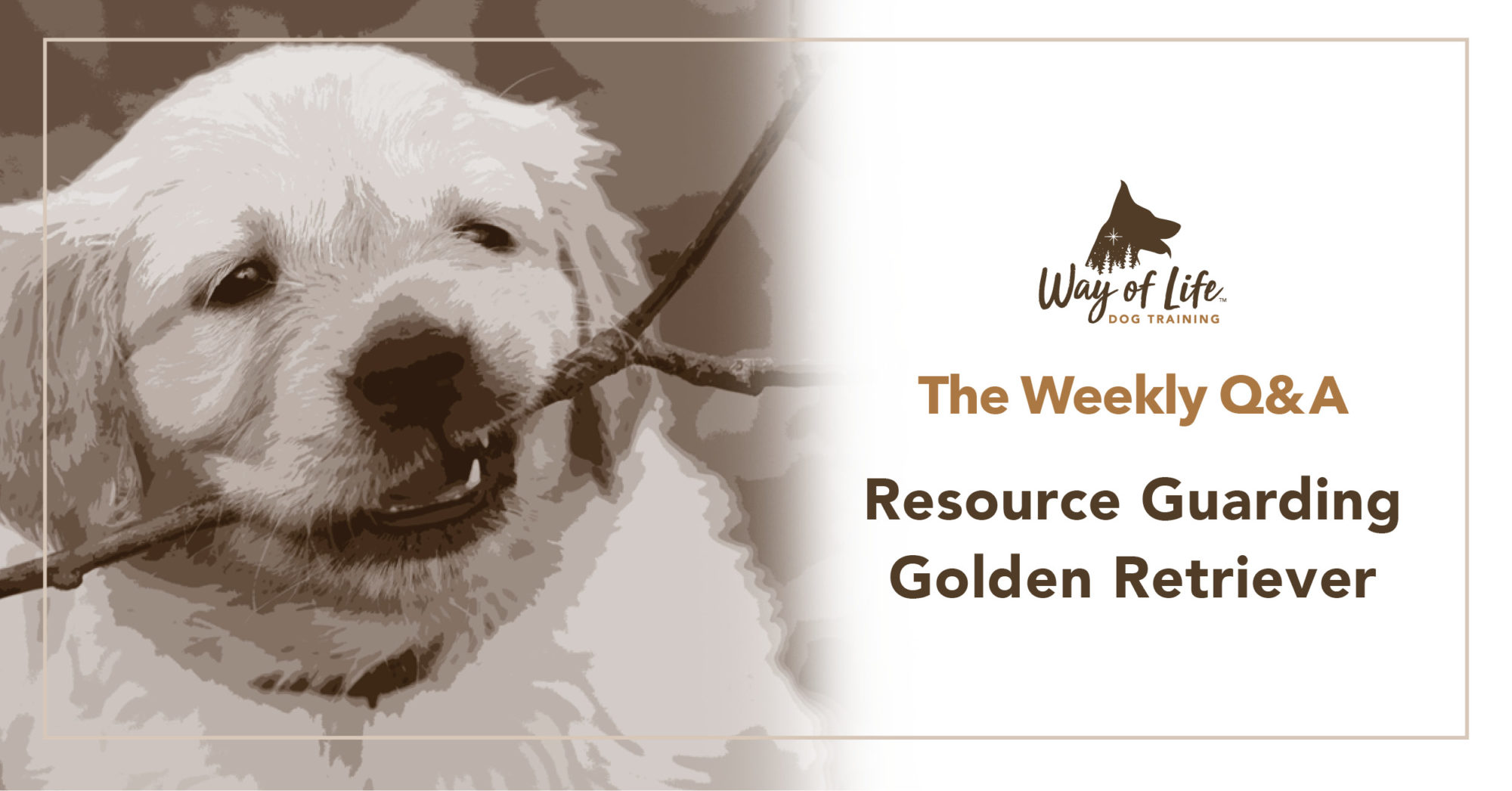Resource-Guarding Golden Retriever | Way of Life™ Dog Training